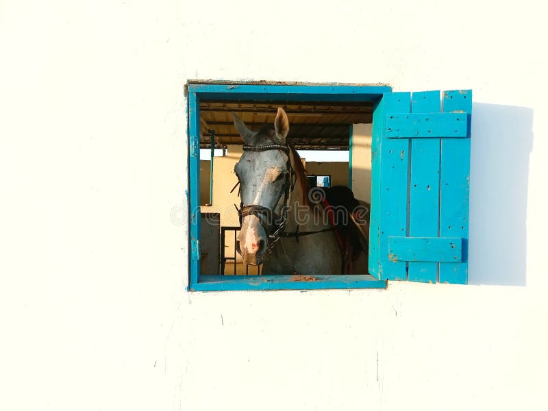 Horse Stables in Halban, Muscat, Oman Stock Image - Image of wood ...