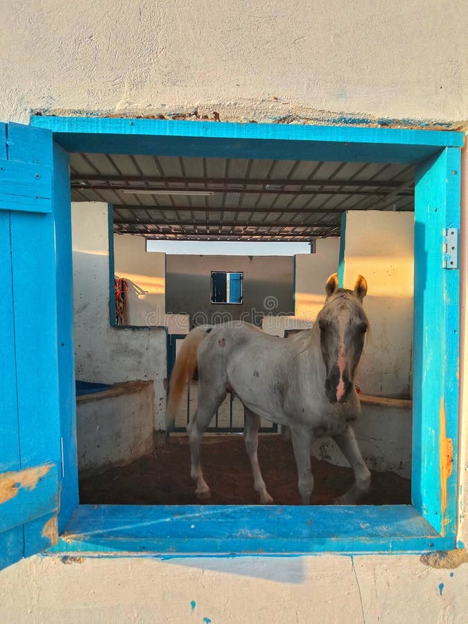 Horse Stables in Halban, Muscat, Oman Stock Image - Image of home, wall ...