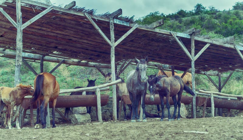 Horse stables stock image. Image of outdoors, rural, white - 69554677
