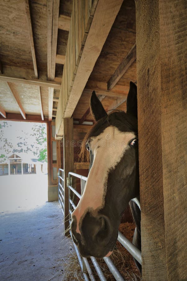 A Horse in a Stall in a Barn. Stock Image - Image of nose, wood: 322442313