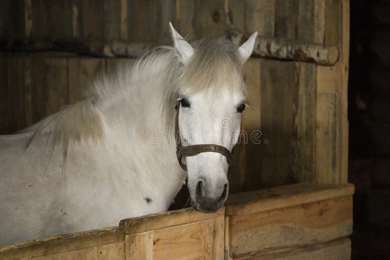 Horse in the Stall. House for Animals Stock Photo - Image of gate ...