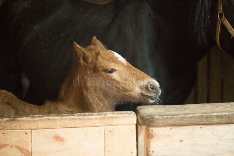 Horse in the Stall. House for Animals Stock Image - Image of equitation ...