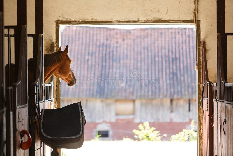 Horse in a stall stock image. Image of equestrian, stall - 71501023