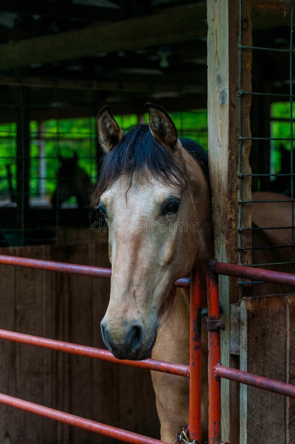 Horse stall stock photo. Image of trail, dcim, barn, summer - 68508262