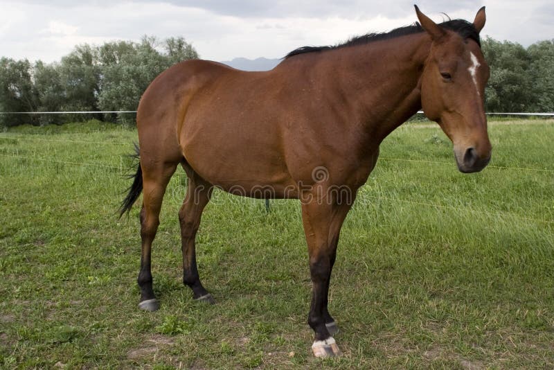 Horse standing stock photo. Image of horse, alone, green - 301934
