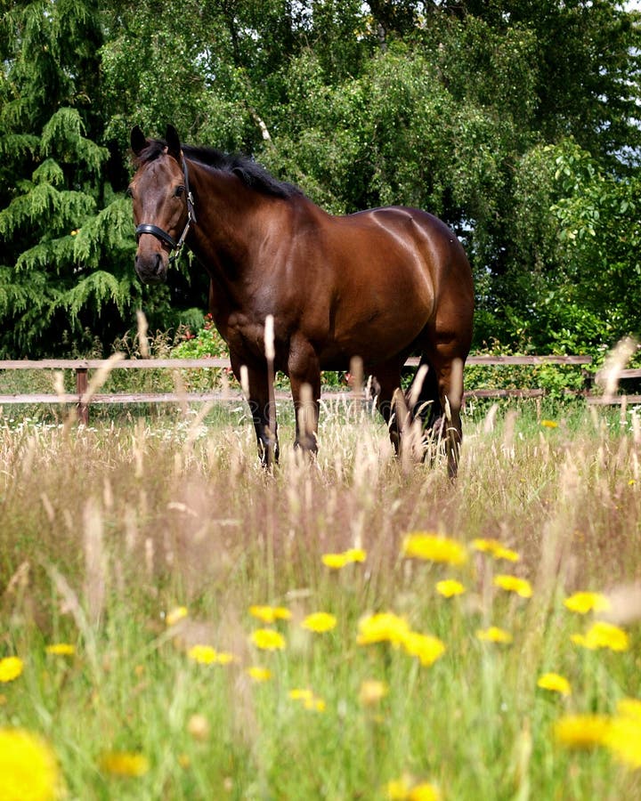 Horse riding in hay field stock photo. Image of outdoors - 5250156