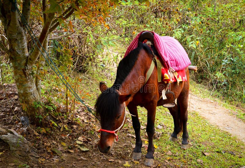Aimal stock photo. Image of aimal, flower, tree, equestrianism - 208906040