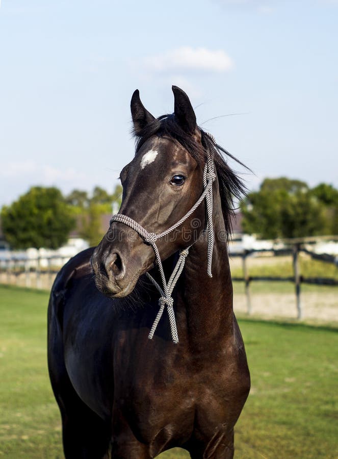 Horse Standing in a Paddock on a Green Grass Stock Photo - Image of ...