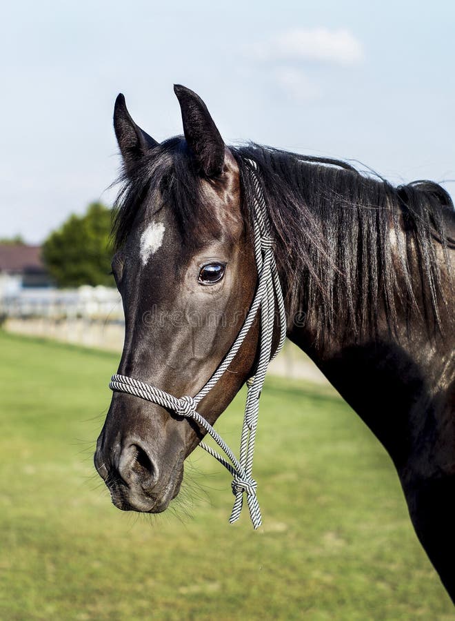 Horse Standing in a Paddock on a Green Grass Stock Image - Image of ...