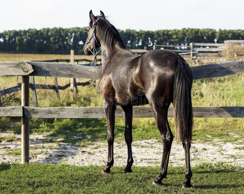Horse Standing in a Paddock on a Green Grass Stock Photo - Image of ...
