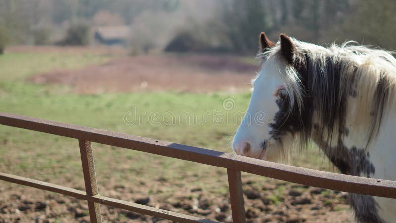 Horse Standing in Pasture, Natural Pose, Calm State. Stock Photo ...