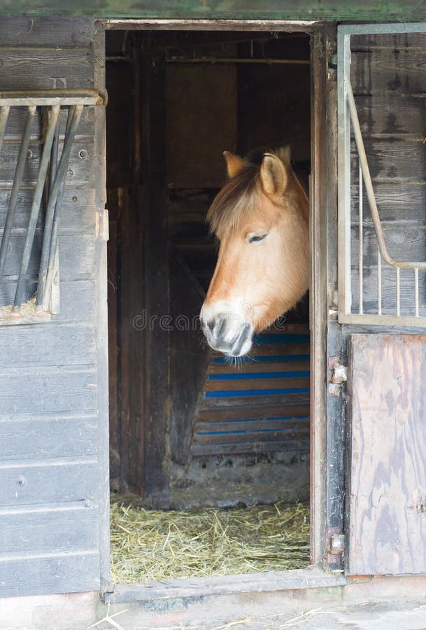 Horse standing in a stable stock photo. Image of lateral - 106376856