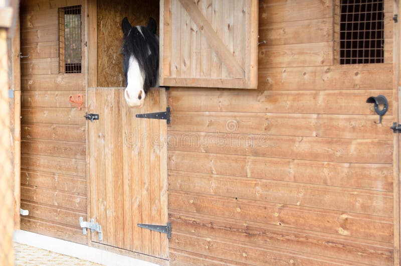 Horse standing in stable stock photo. Image of summer - 62597982