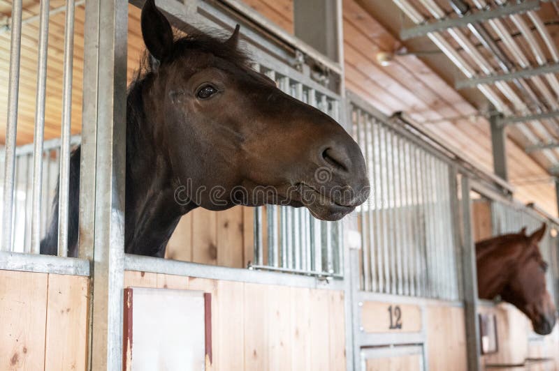 Horse Standing in a Stall in the Modern Stable. Stock Photo - Image of ...