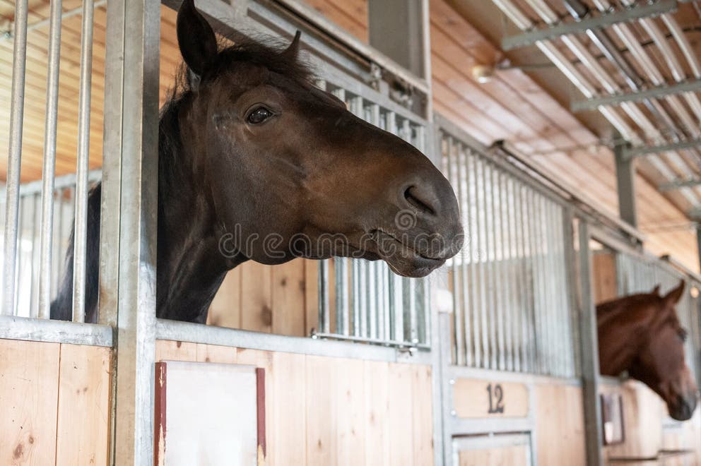 Horse Standing in a Stall in the Modern Stable. Stock Photo - Image of ...
