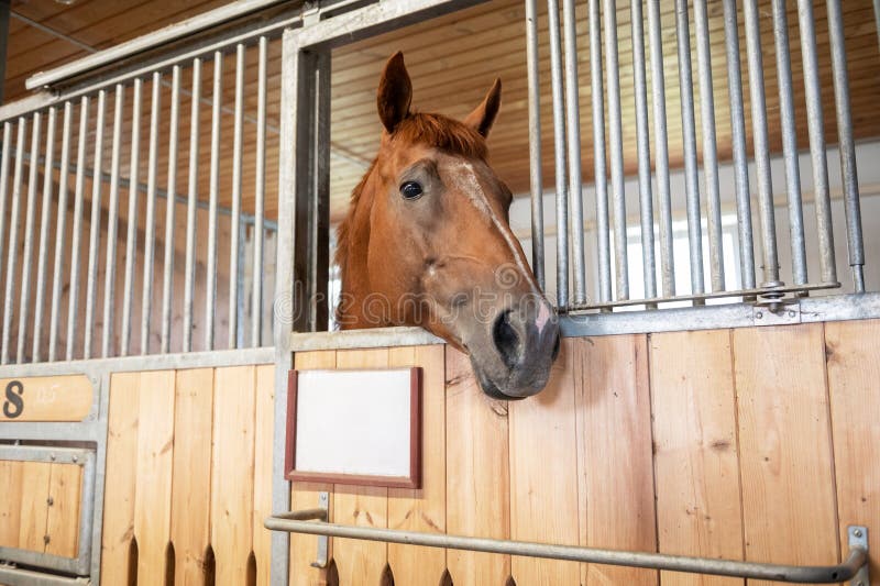 Horse Standing in a Stall in the Modern Stable. Stock Photo - Image of ...