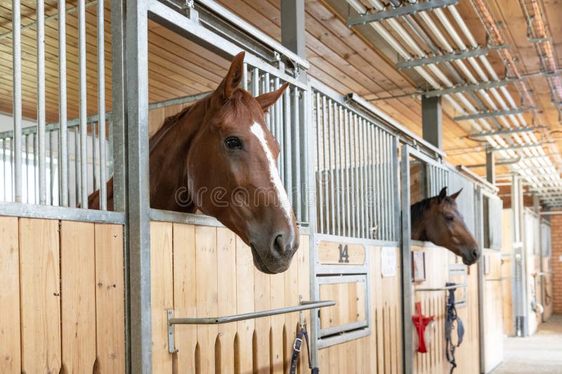 Horse Standing in a Stall in the Modern Stable. Stock Image - Image of ...
