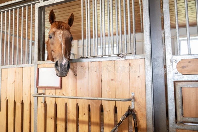 Horse Standing in a Stall in the Modern Stable. Stock Image - Image of ...