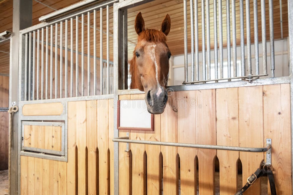 Horse Standing in a Stall in the Modern Stable. Stock Image - Image of ...