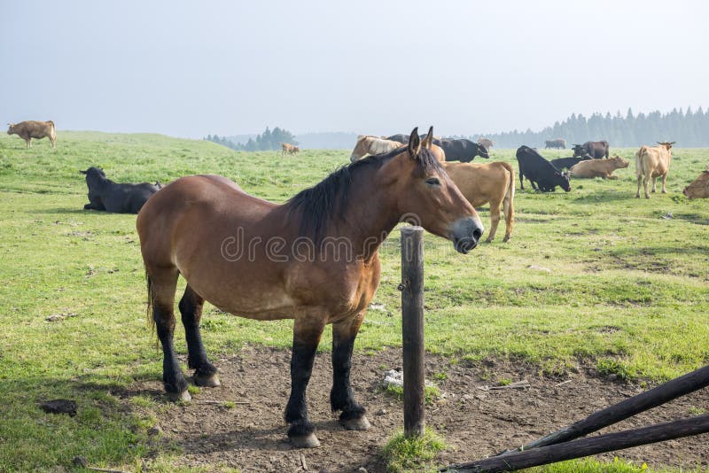 Horse standing still stock image. Image of animal, natural - 34717623