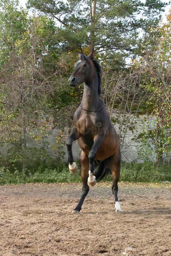 A Horse Standing on Two Legs Stock Image - Image of horse, sand: 813559
