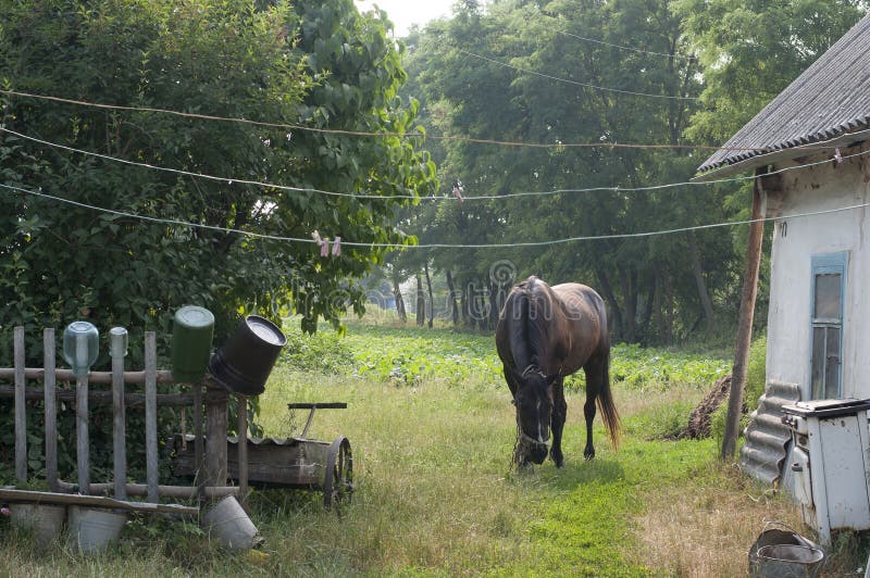 A Horse Standing of the Yard Stock Photo - Image of bucket, courtyard ...