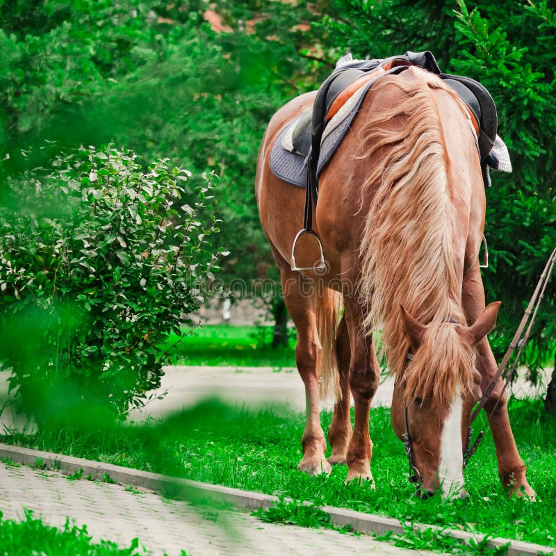 Mare with Mane Outdoors Eats Grass, Summer Stock Photo - Image of east ...