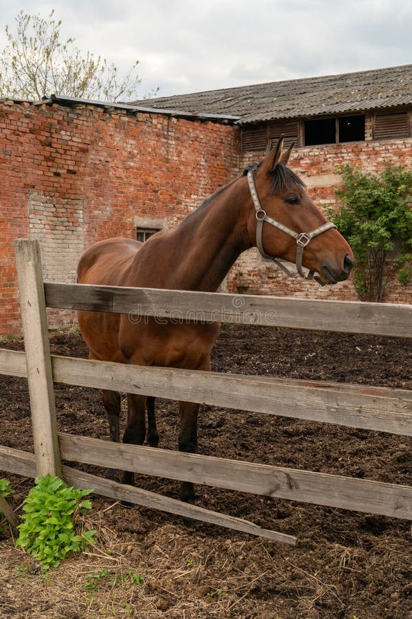 A Horse Stands in a Paddock on a Farm Stock Photo - Image of rural ...