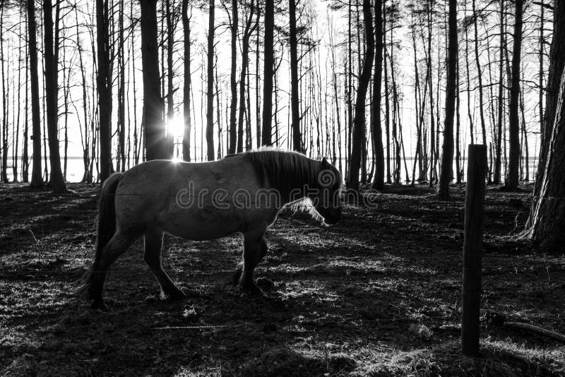 The Horse Stands in the Woods and Behind Him are Trees Stock Photo ...