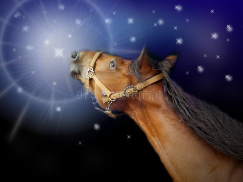 Horse Stars Sky stock photo. Image of farm, curious, brown - 60119086