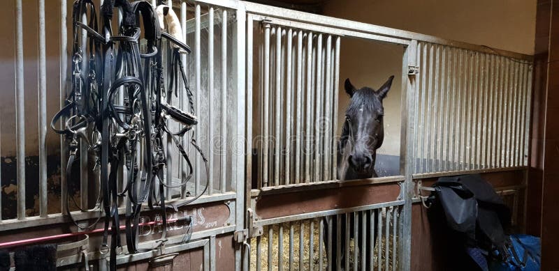Horse in the stud farm stock image. Image of house, door - 186113869