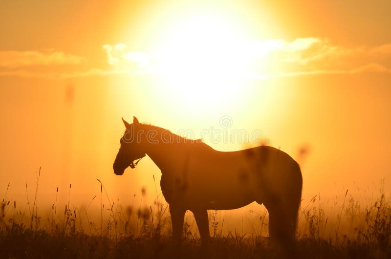 Horse of a rising sun stock photo. Image of equine, morning - 28674030