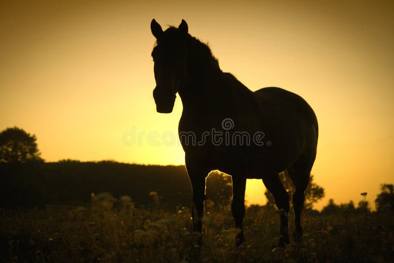 Horse and a sunset stock image. Image of agriculture - 11856233