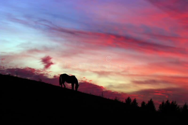 Horse and sunset stock image. Image of morning, sunset - 1622327