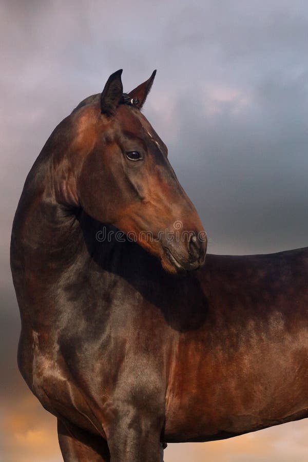 Horse at sunset stock photo. Image of filly, grass, livestock - 40642316