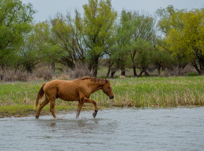 A Horse Swims the River. the Volga River Delta Stock Photo - Image of ...