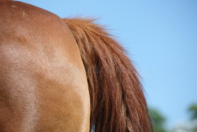 Horse tail stock image. Image of farm, black, tile, wild - 13219765