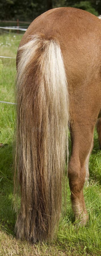Horse tail stock photo. Image of brown, beige, tail, shetland - 15930426