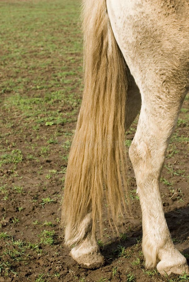Horse tail stock image. Image of white, farm, breeding - 4924213