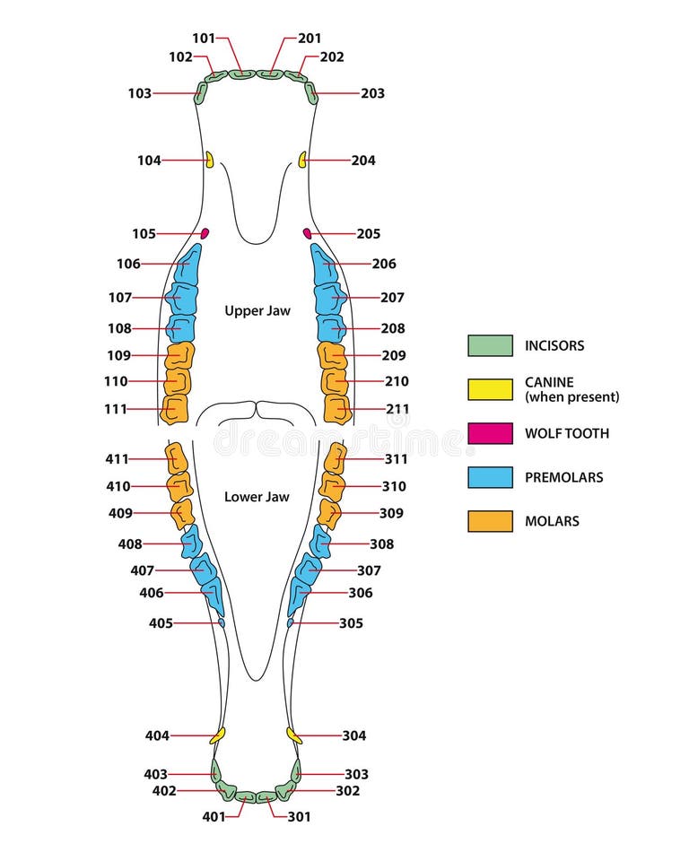 Teeth Formula Stock Illustrations – 160 Teeth Formula Stock ...
