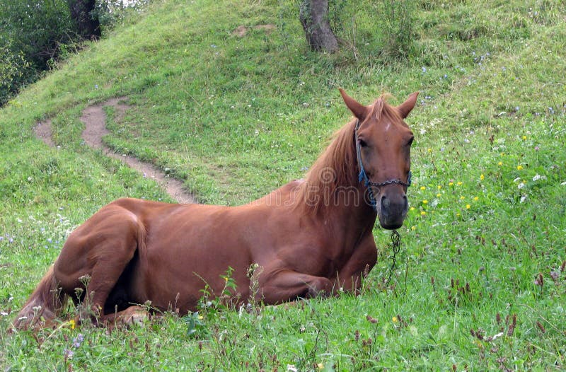 Horse stock image. Image of thoroughbred, ruminant, mammal - 34204709