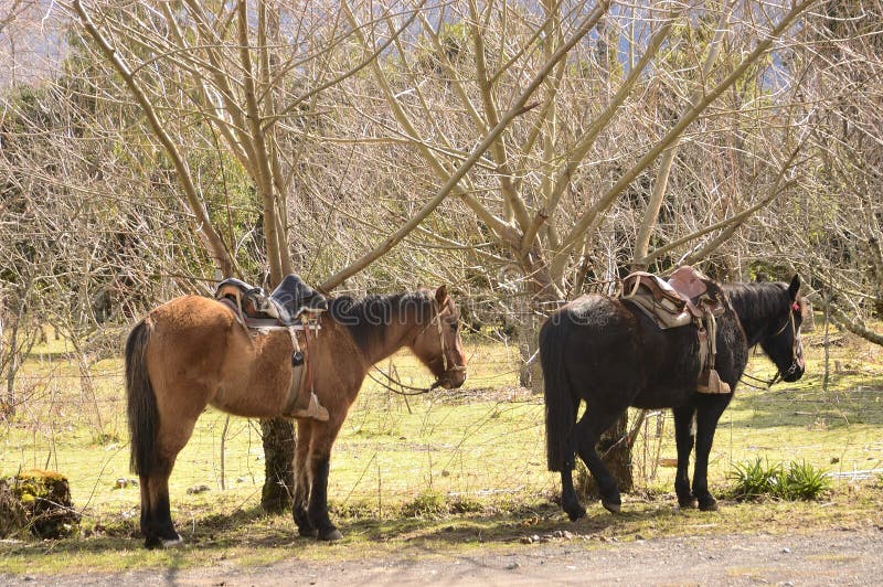 Horse to mount stock photo. Image of horse, saddled, meek - 37888030