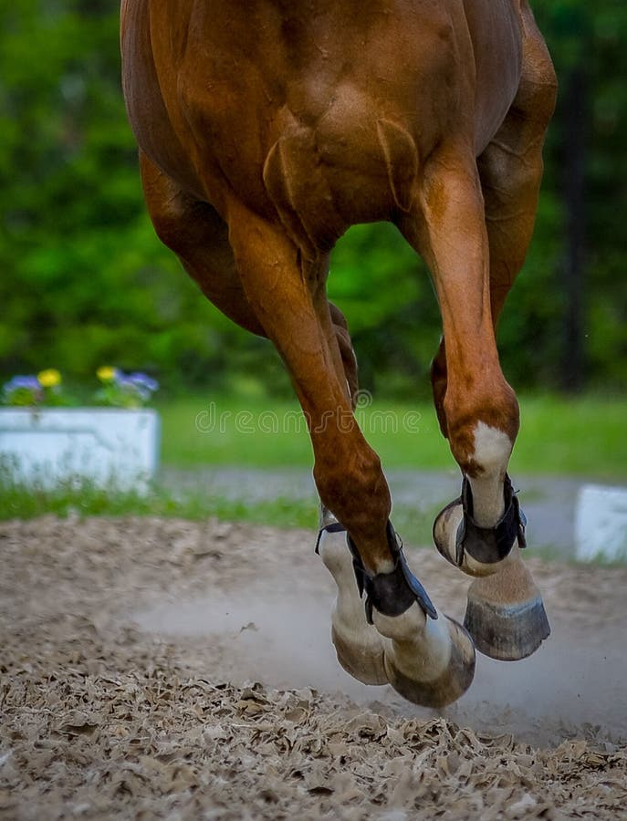 Horse in paddock stock photo. Image of equine, mammals - 124436712