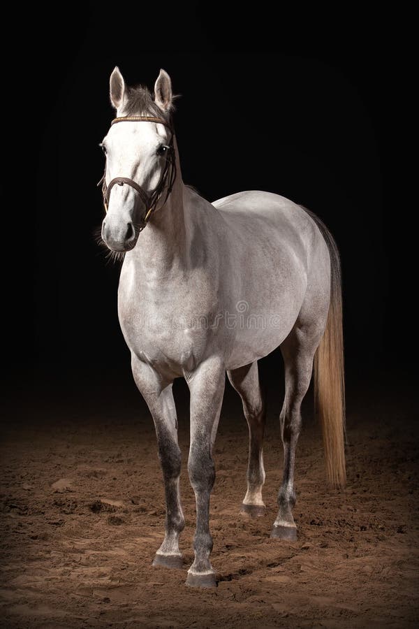 Horse. Trakehner Gray Color On Dark Background With Sand Stock Image ...
