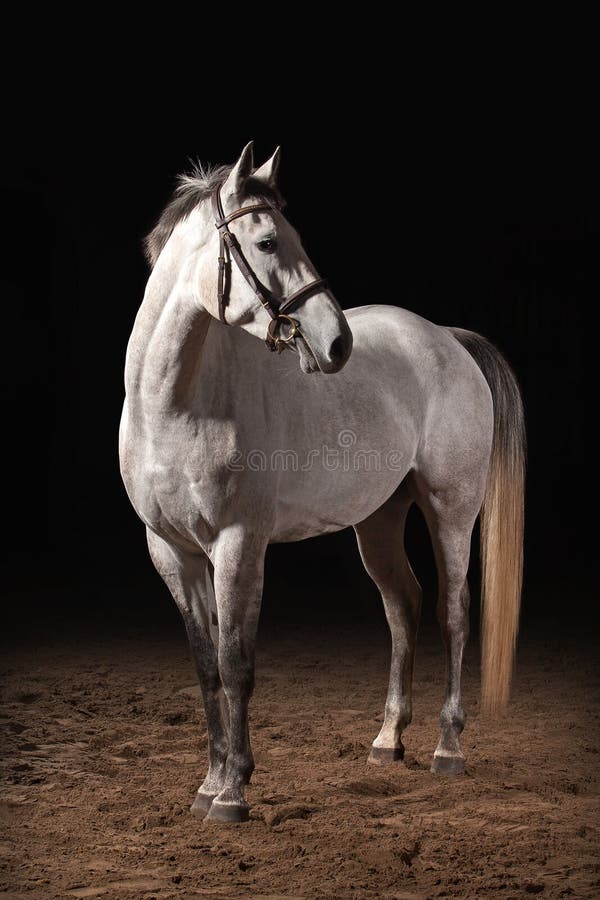 Horse. Trakehner Gray Color on Dark Background with Sand Stock Image ...