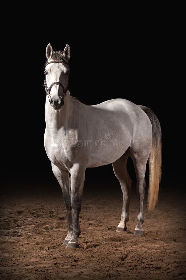 Horse. Trakehner Gray Color on Dark Background with Sand Stock Photo ...