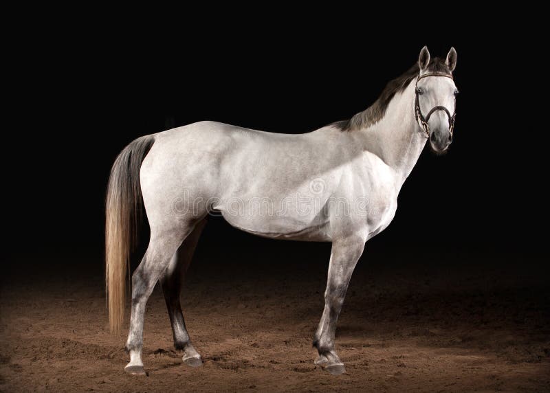Horse. Trakehner Gray Color on Dark Background with Sand Stock Image ...