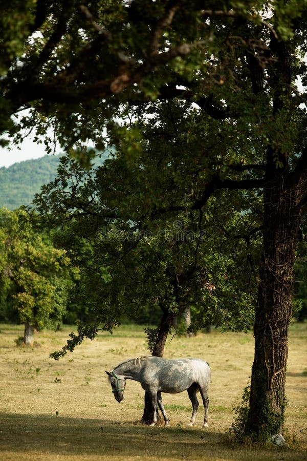Horse by the tree stock image. Image of branches, outdoors - 11354599