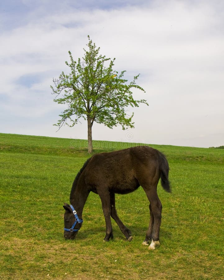 Horse and tree stock image. Image of tree, horse, mammal - 15615309