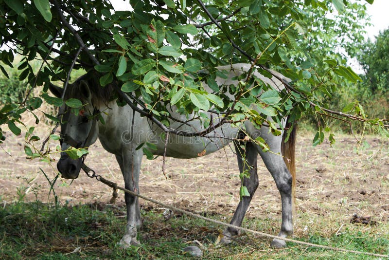 Horse and Tree. a Horse Tied To an Odd Looking Tree Stock Image - Image ...